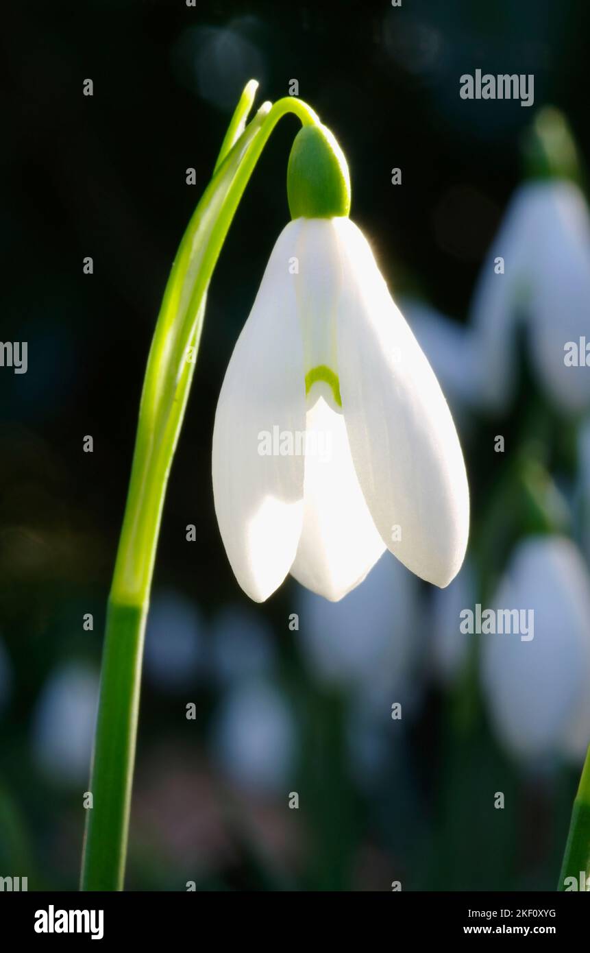 Snowdrop with green markings hi-res stock photography and images - Alamy