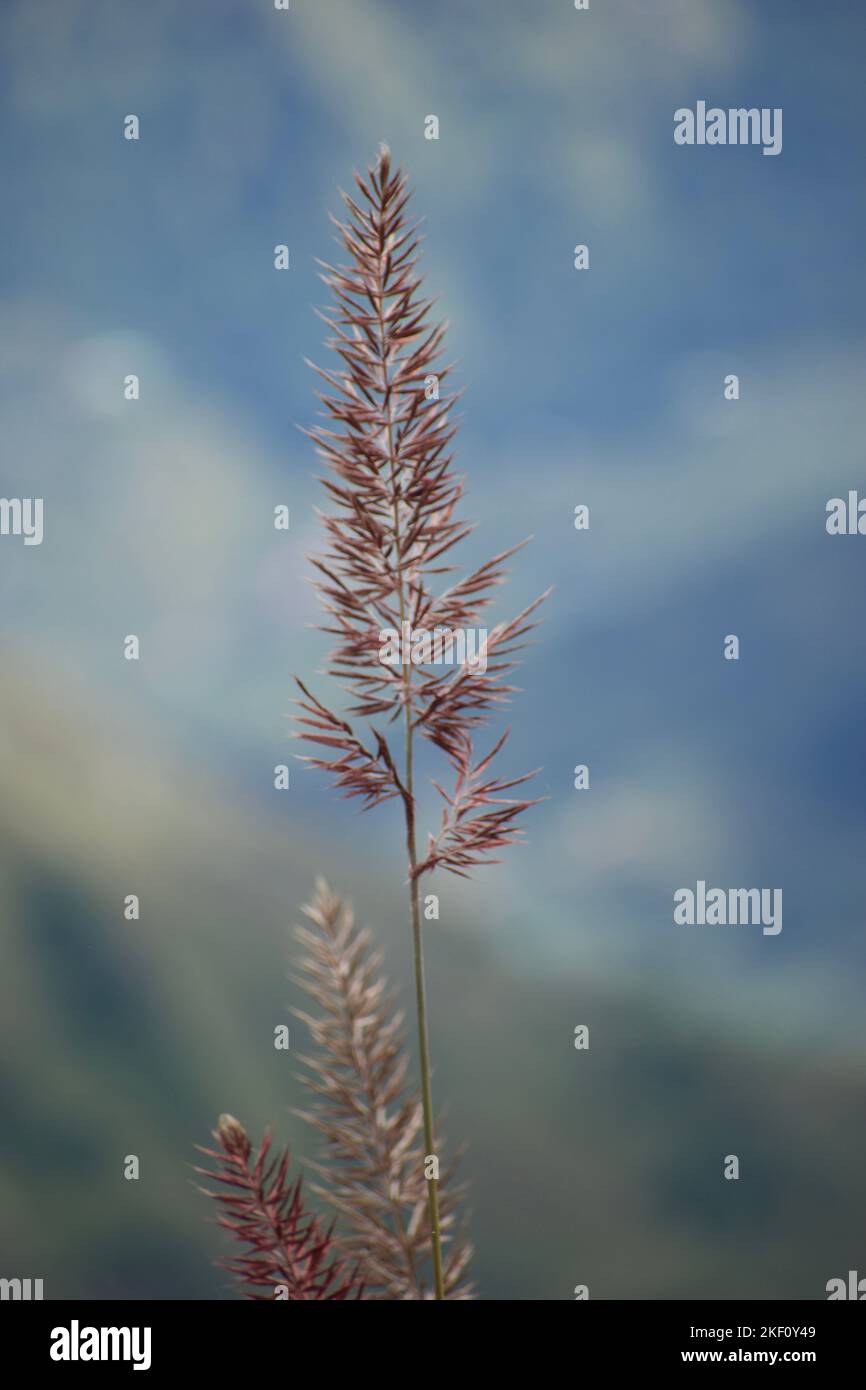 Growing sweetgrass hi-res stock photography and images - Alamy