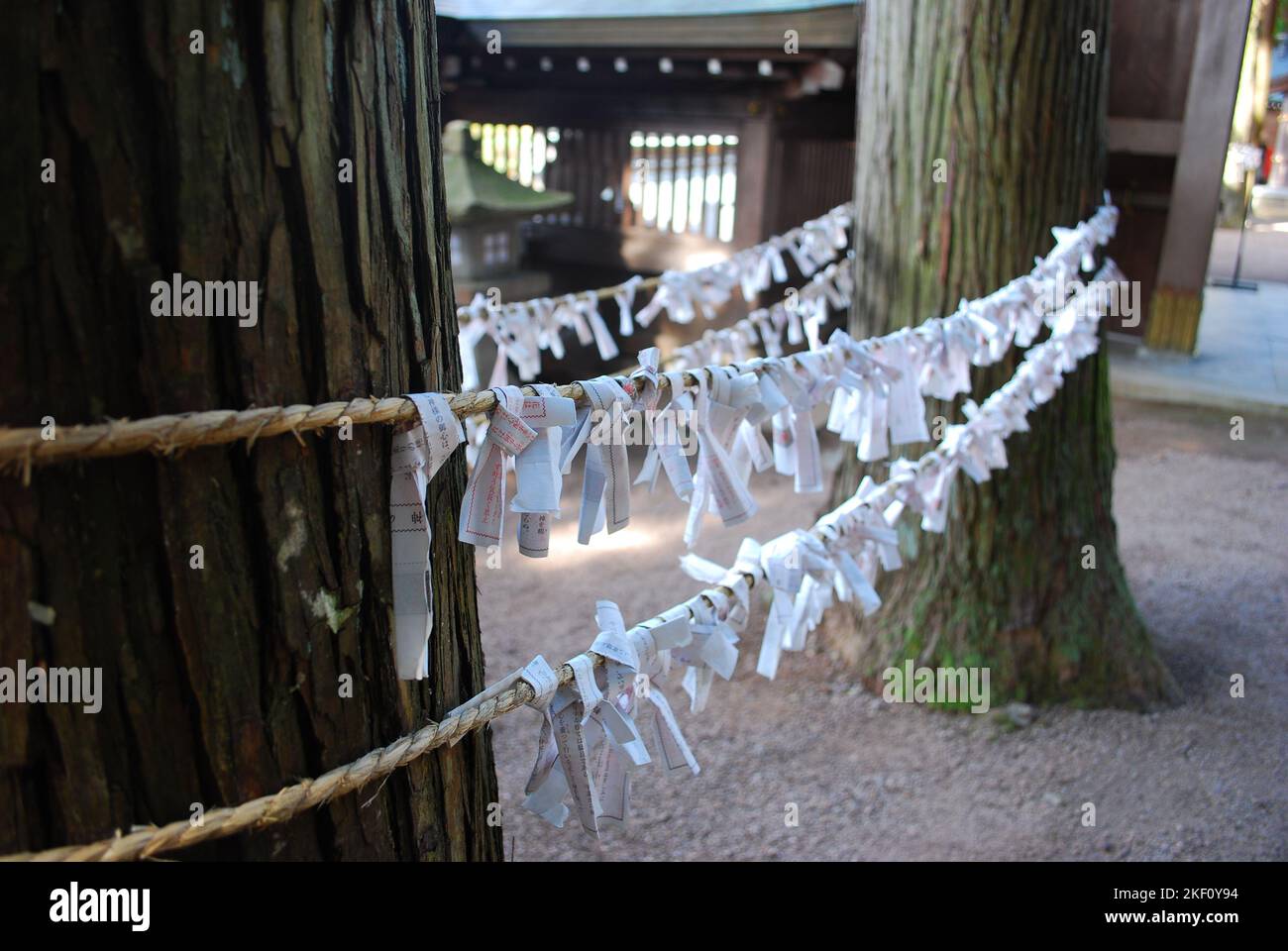 Japanese omikuji hanging on a tree Stock Photo - Alamy
