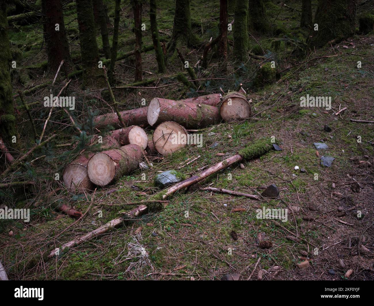 Strachur forest hi-res stock photography and images - Alamy