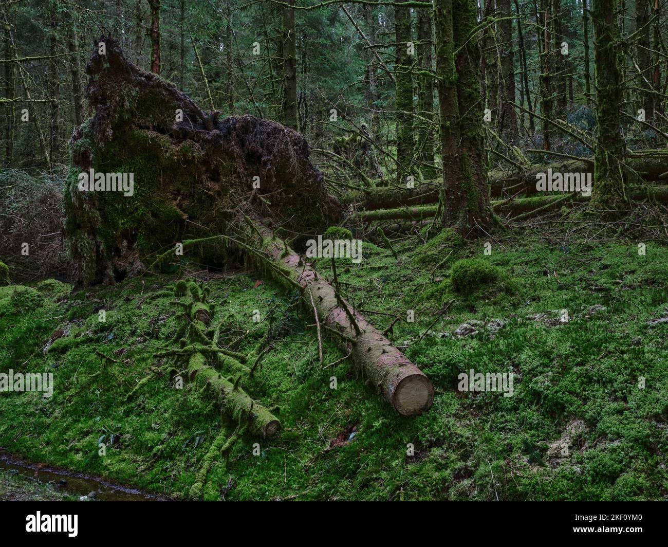 Old storm damage showing exposed root systems in Strachur Forest by ...