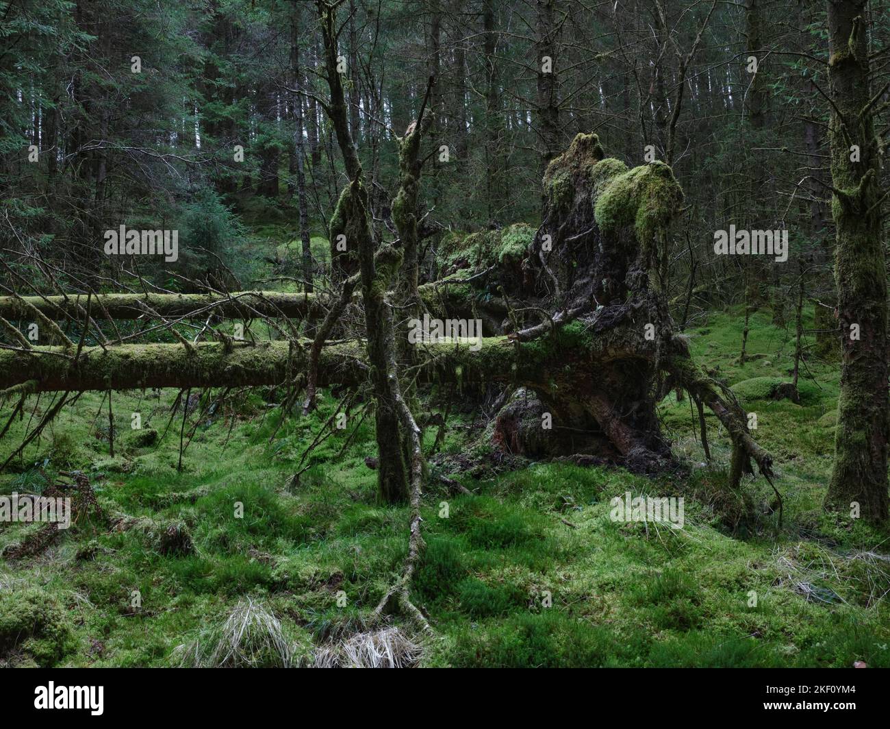 Old storm damage showing exposed root systems in Strachur Forest by ...
