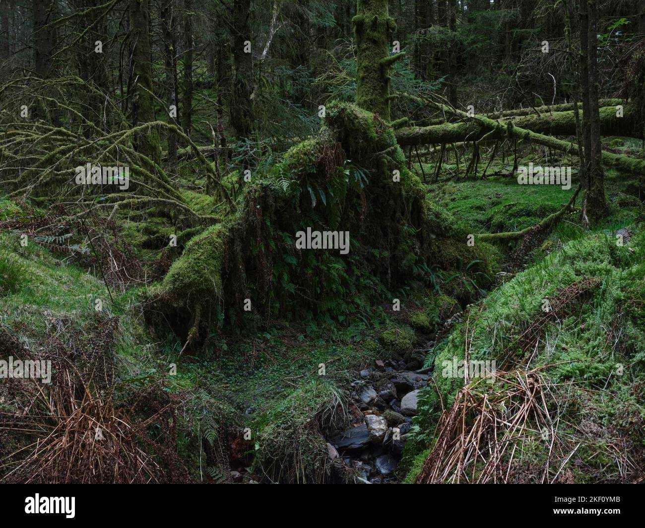 Strachur forest hi-res stock photography and images - Alamy