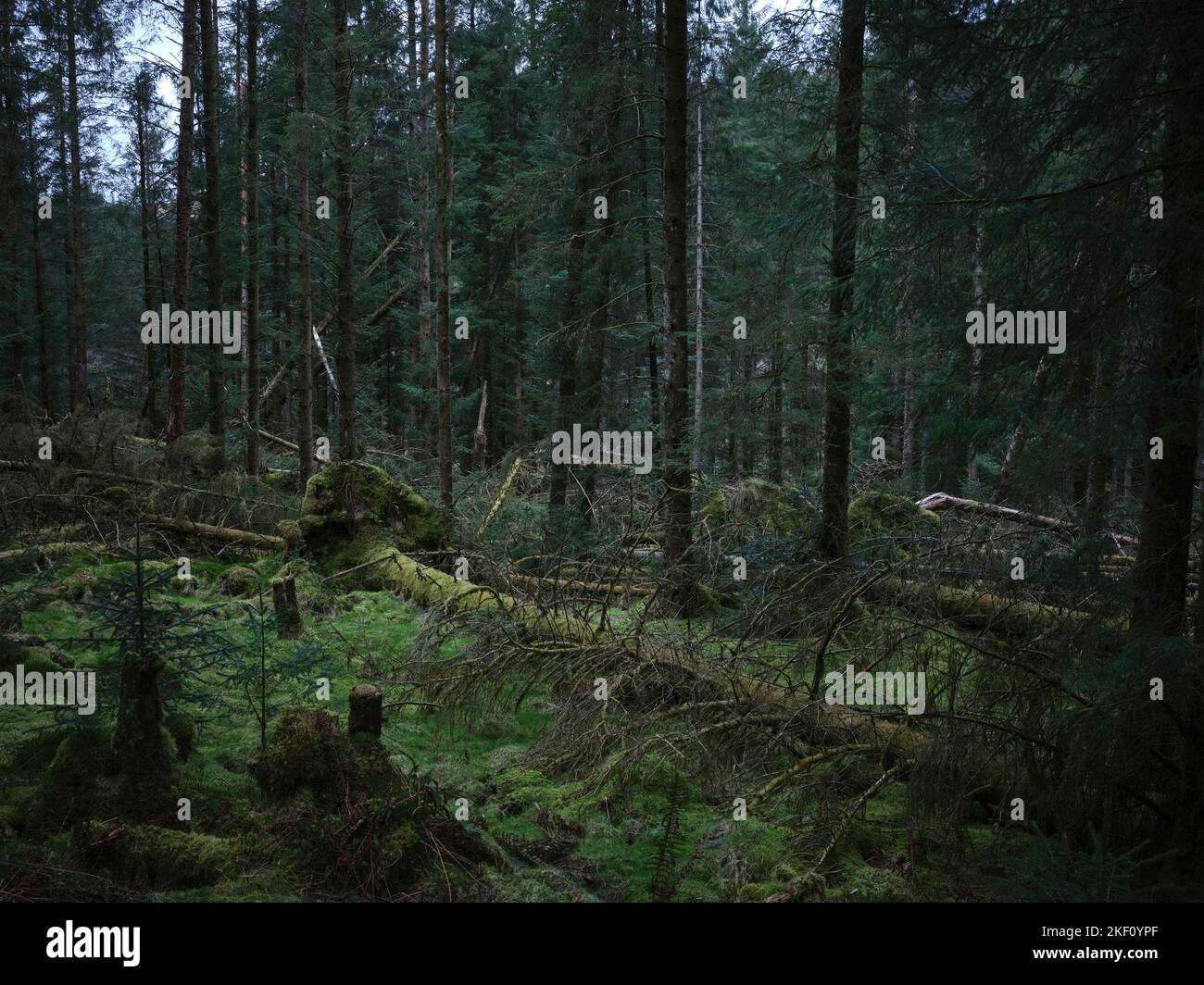Strachur forest hi-res stock photography and images - Alamy