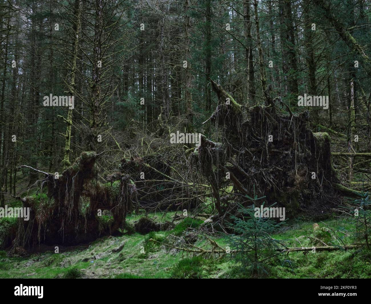 Strachur forest hi-res stock photography and images - Alamy