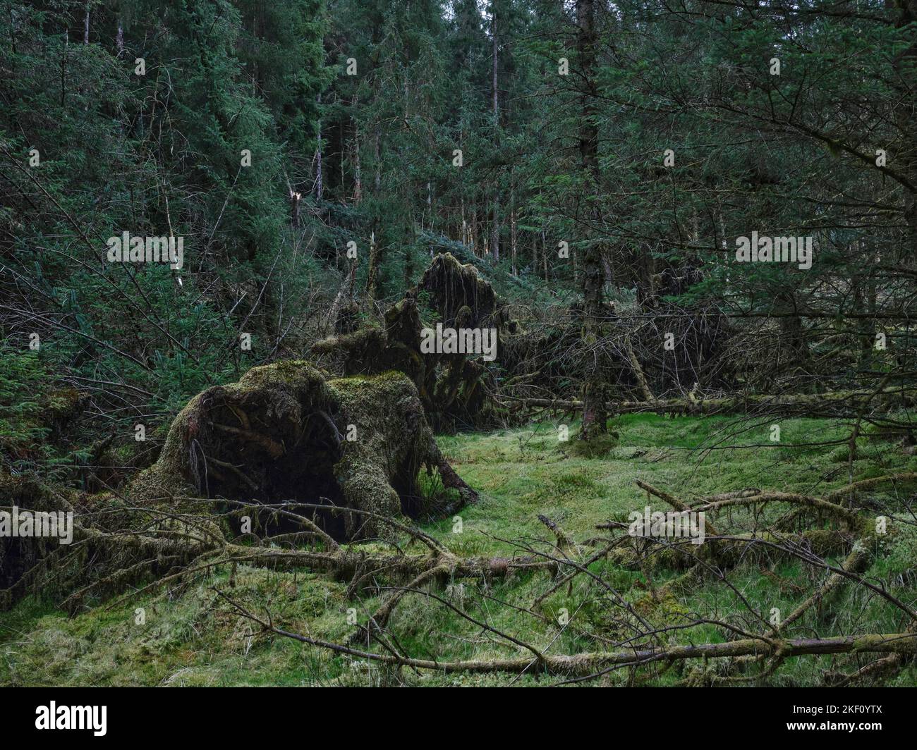 Old storm damage showing exposed root systems in Strachur Forest by ...