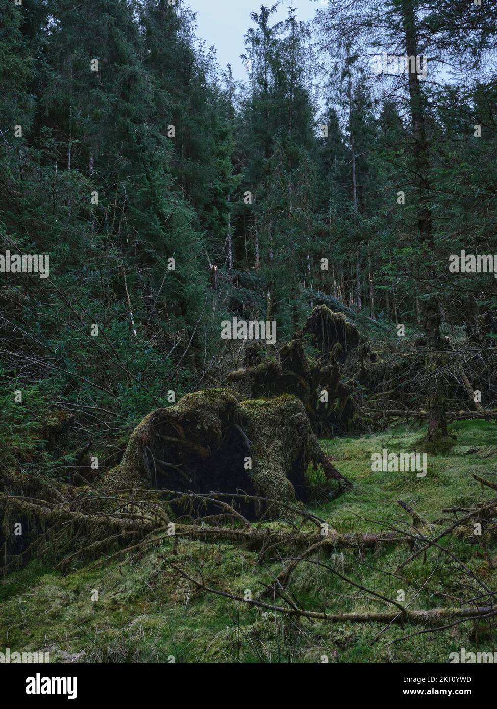 Pile root system hi-res stock photography and images - Alamy