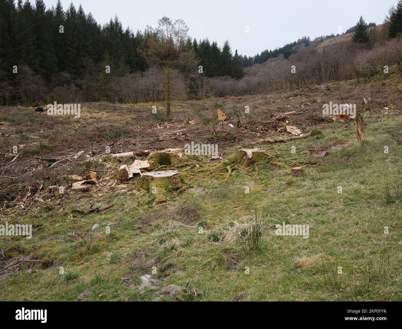 An area of Strachur Forest showing tree stumps after the timber has ...