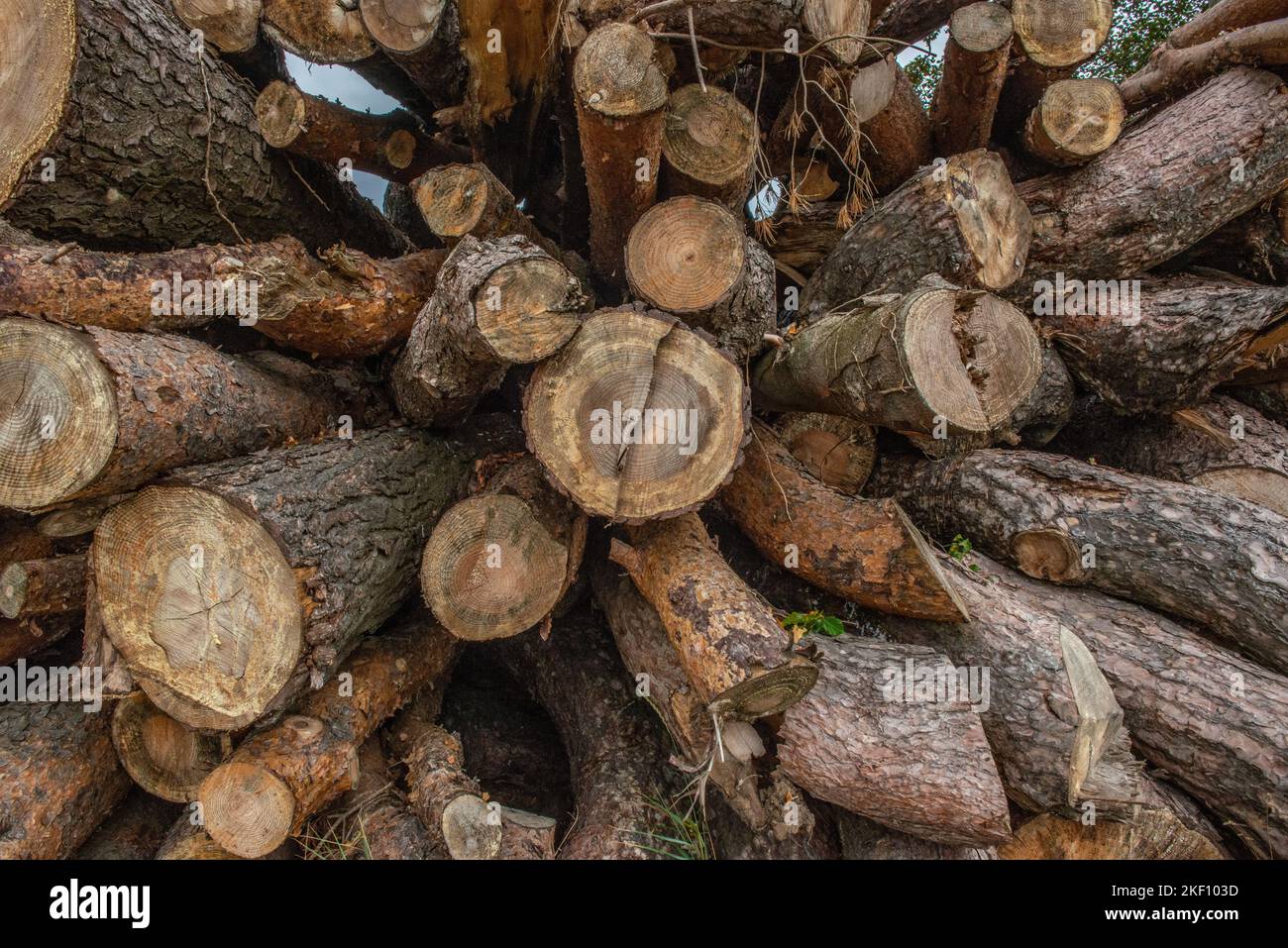 British Log Pile showing end grain and texture Stock Photo - Alamy