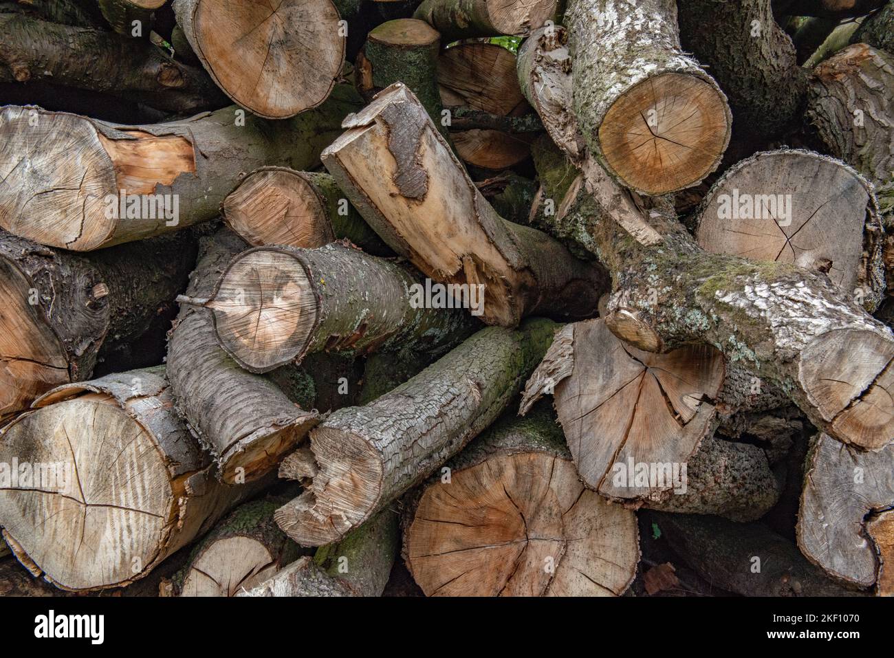 Wood pile of logs showing end grain and splitting Stock Photo - Alamy