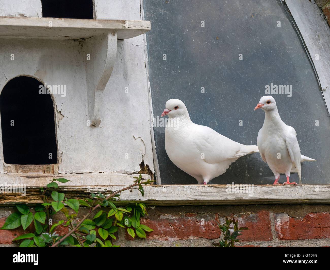 Two pigeon holes hi-res stock photography and images - Alamy