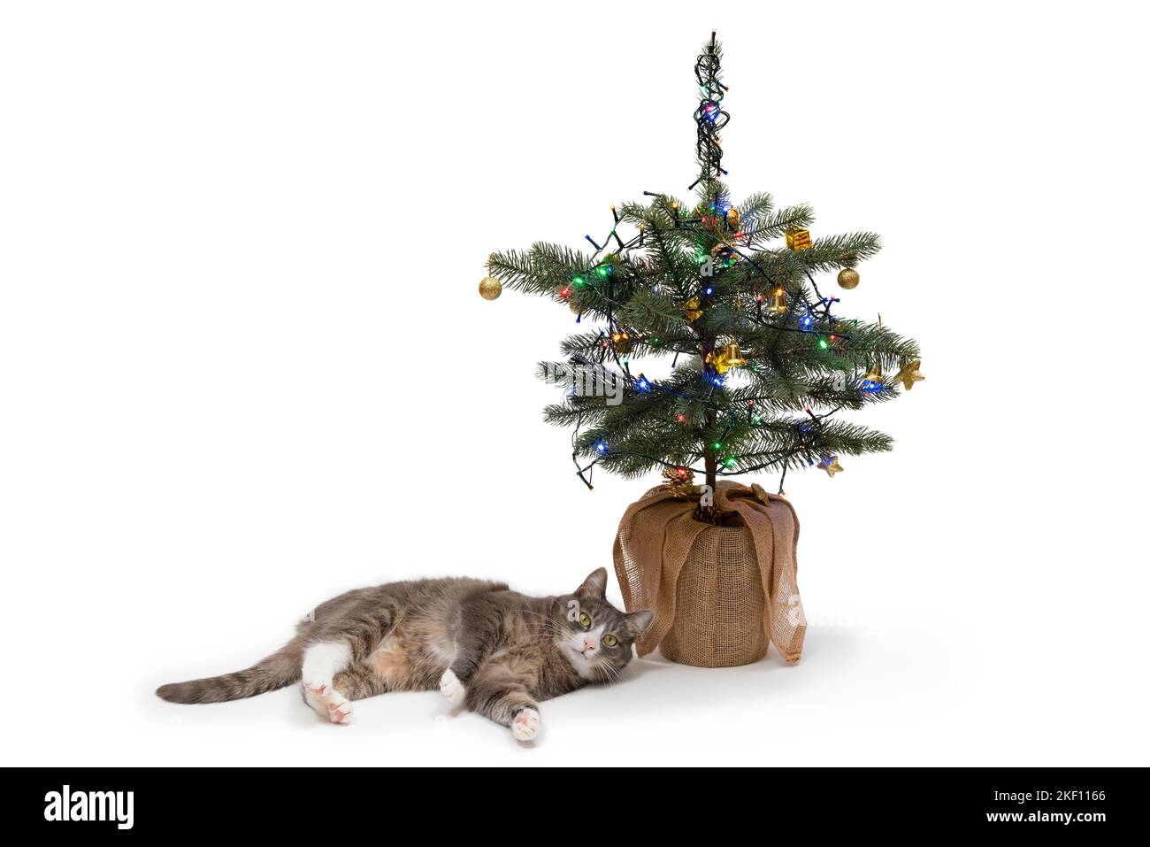 Colorful cat tree Cut Out Stock Images & Pictures - Alamy