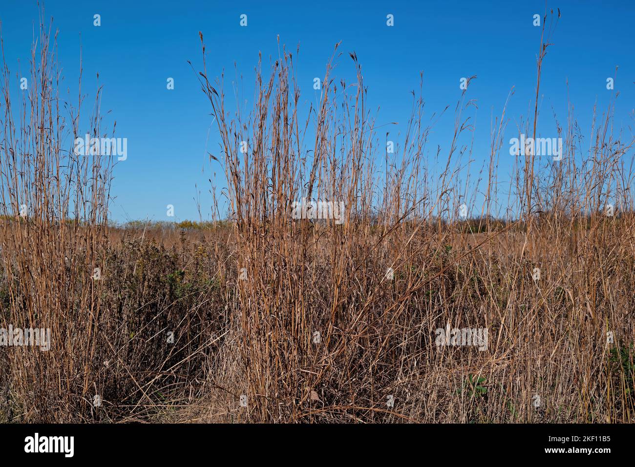 Bluestem hi-res stock photography and images - Alamy