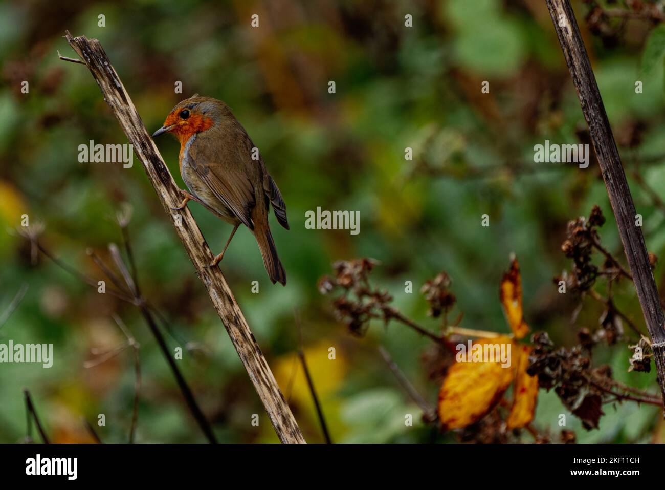 Dead robin hi-res stock photography and images - Alamy