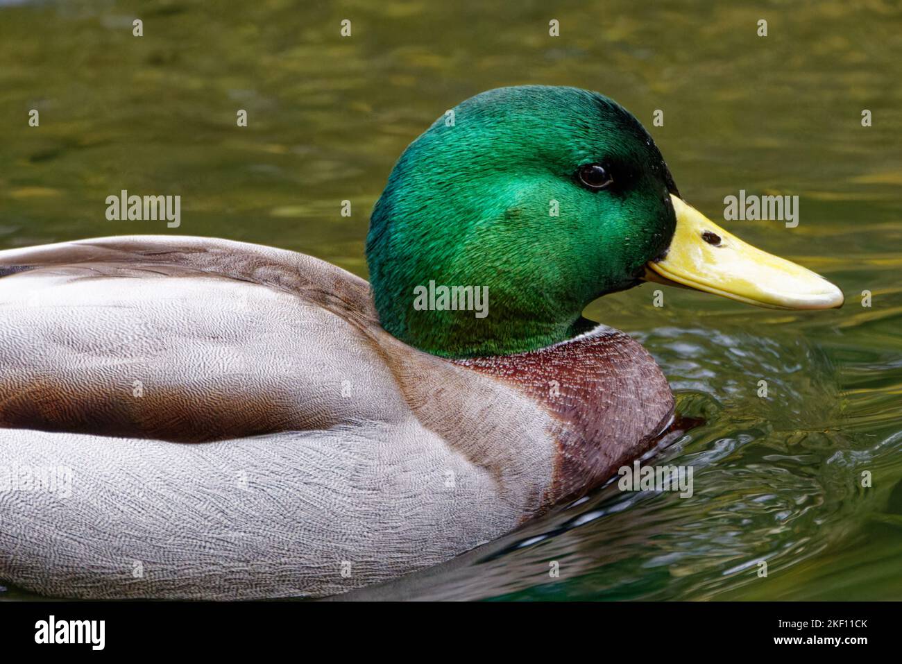 Male Mallard, duck paddling Stock Photo - Alamy