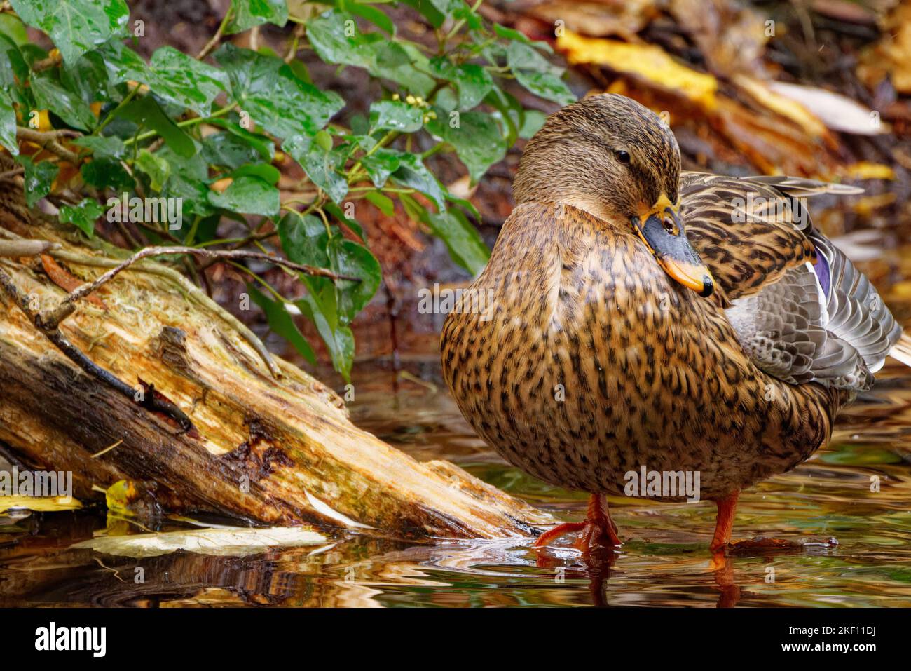Female Mallard duck preening at water's edge Stock Photo - Alamy