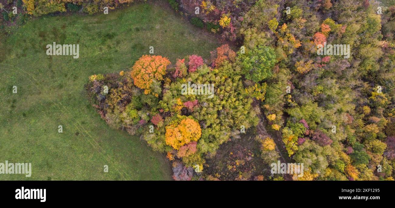 scenic drone aerial view of autumn coloured tress forest in Vezzolacca ...