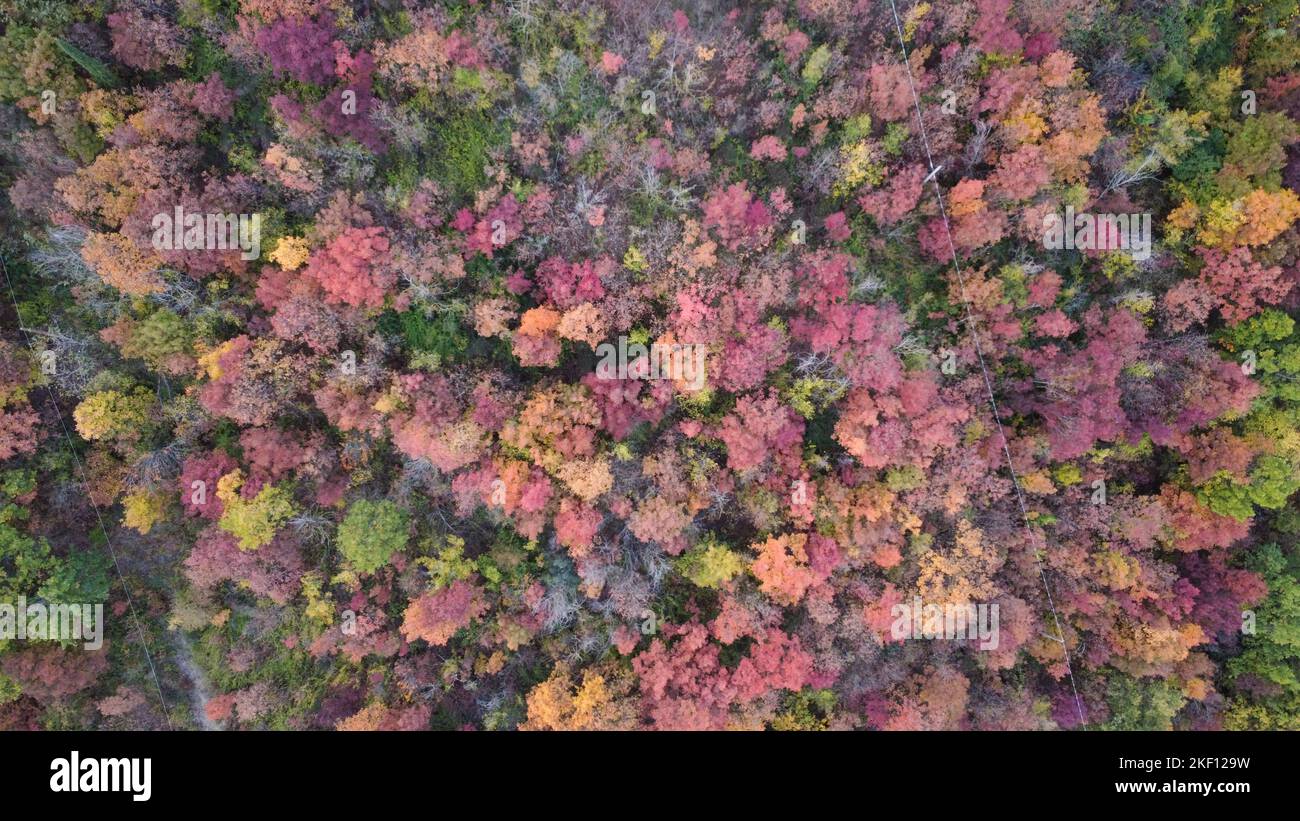 scenic drone aerial view of autumn coloured tress forest in Vezzolacca ...