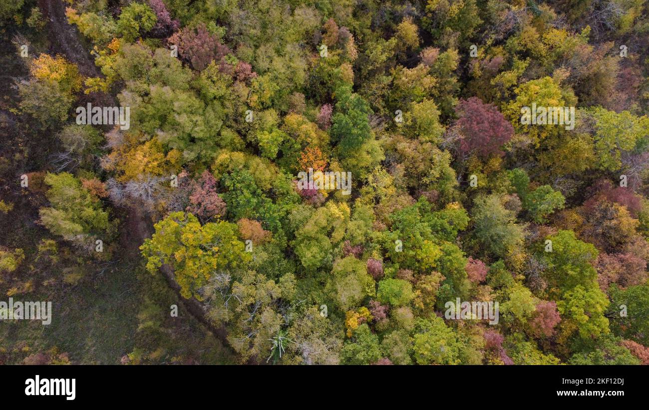 scenic drone aerial view of autumn coloured tress forest in Vezzolacca ...