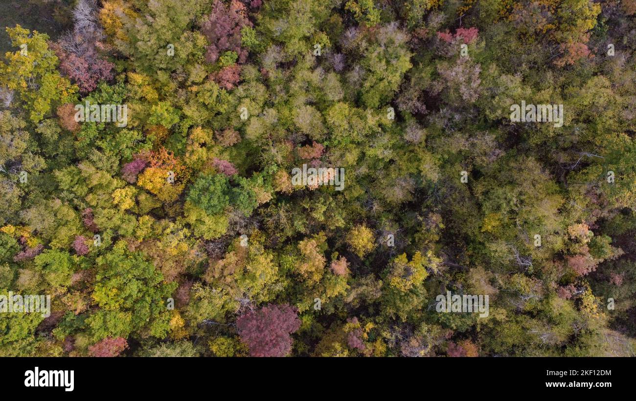 scenic drone aerial view of autumn coloured tress forest in Vezzolacca ...