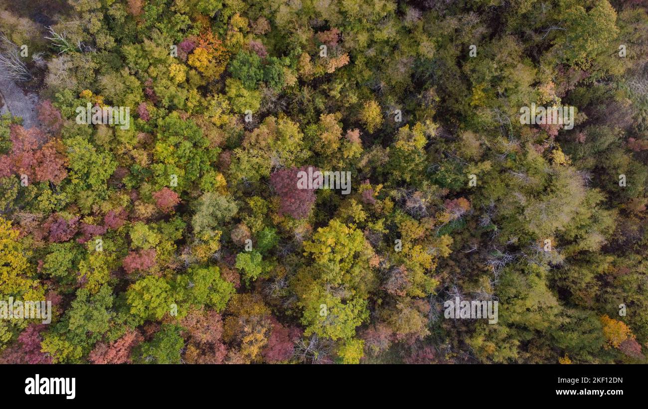 scenic drone aerial view of autumn coloured tress forest in Vezzolacca ...