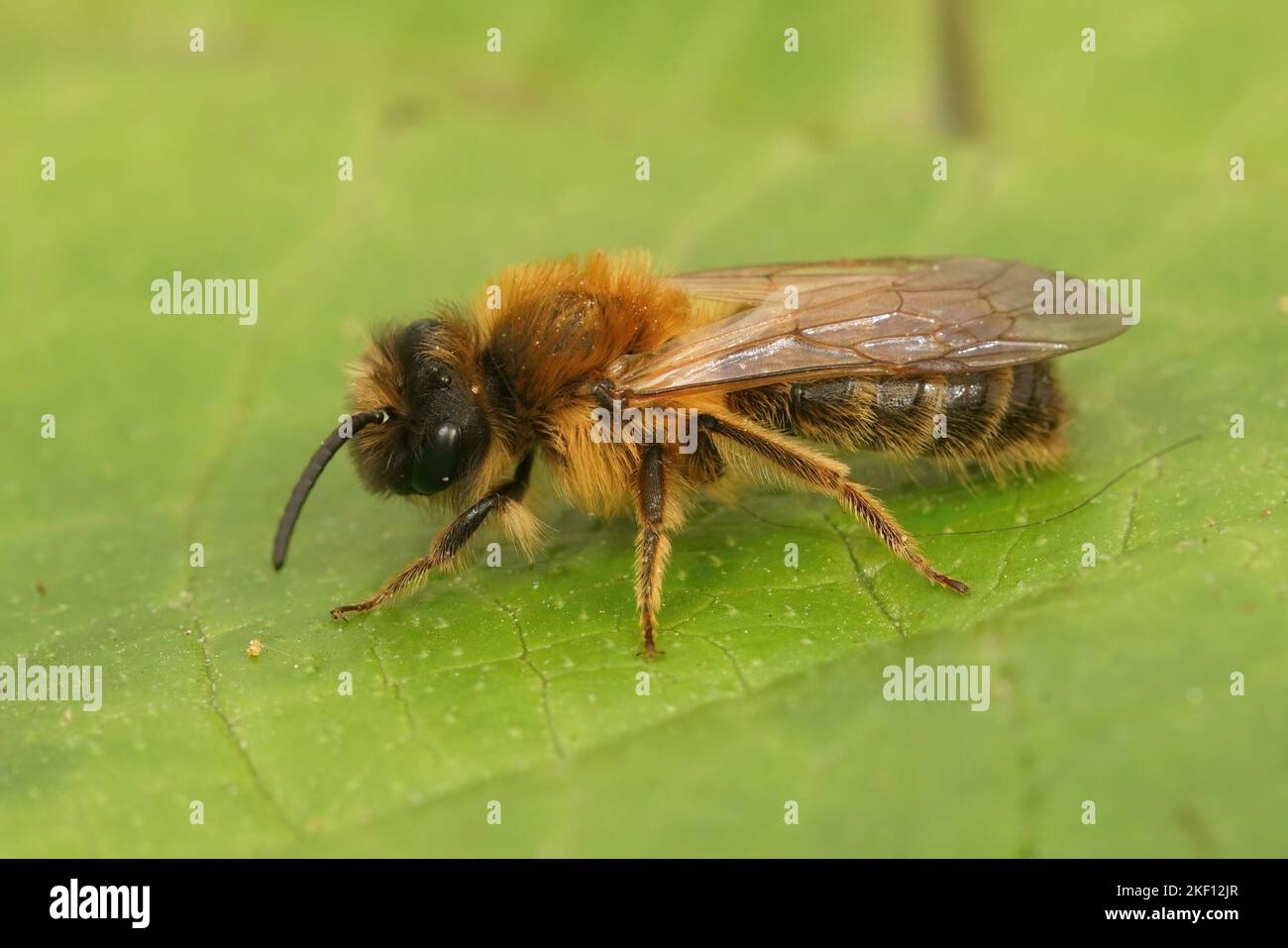 Detailed closeup on a male grey gastered mining bee, Andrena tibialis ...