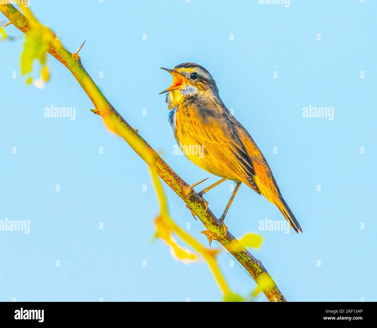A Blue throat bird singing on a tree Stock Photo - Alamy
