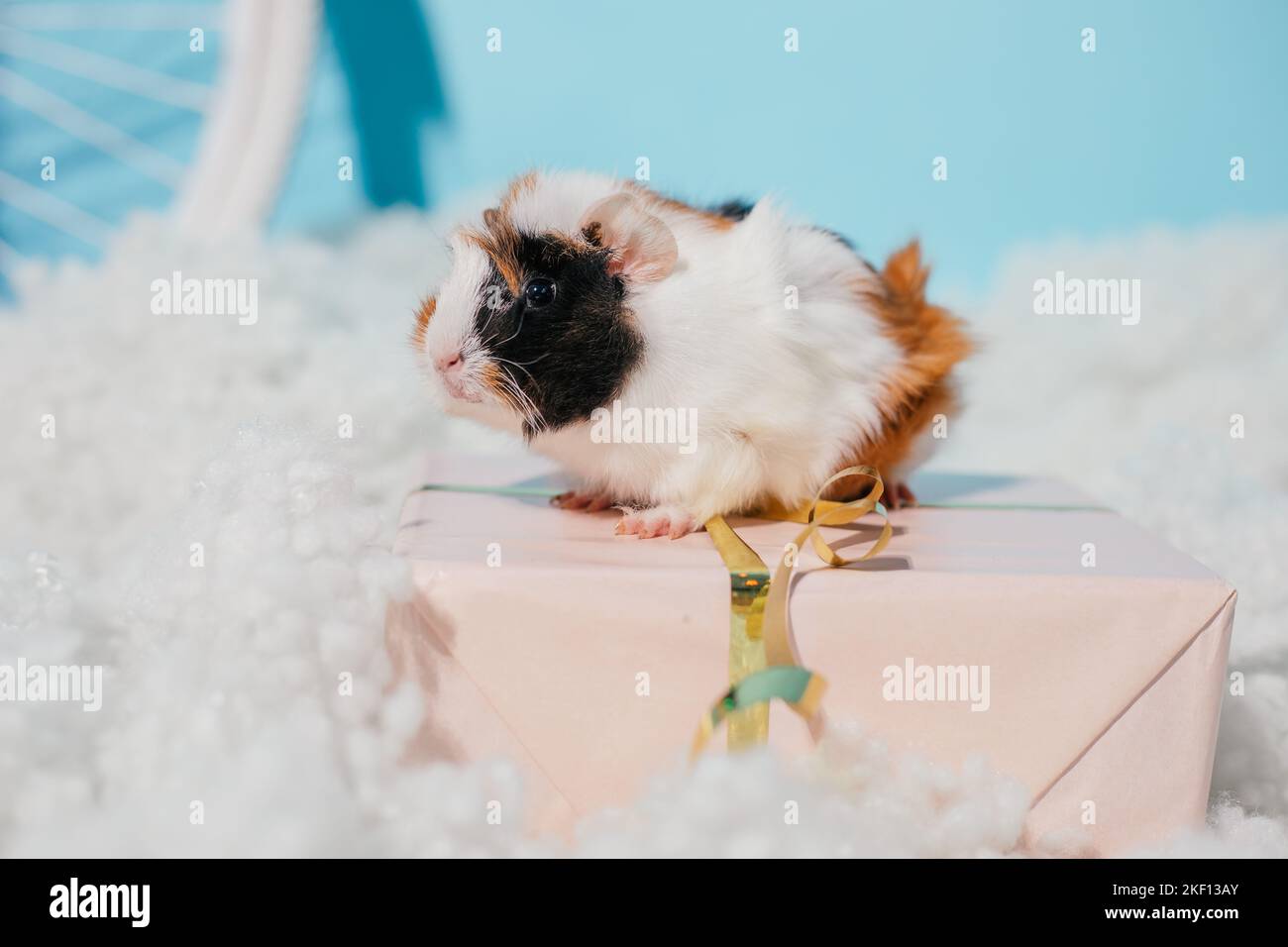 Trichromatic nice guinea pig sit on present box tied with ribbon ...
