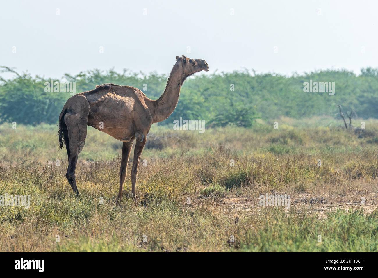 A Old camel in a desert Stock Photo - Alamy