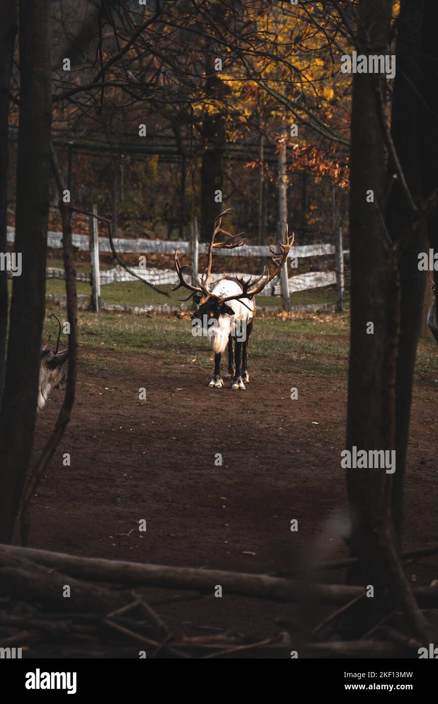 A vertical shot of a Reindeer in the natural reserve Stock Photo - Alamy
