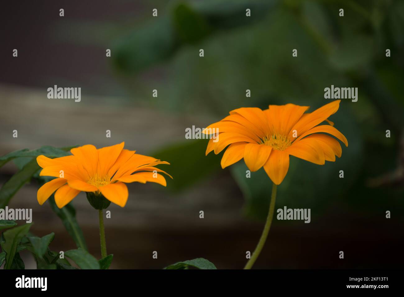 Two beautiful, upright marigolds in a warm orange color Stock Photo - Alamy