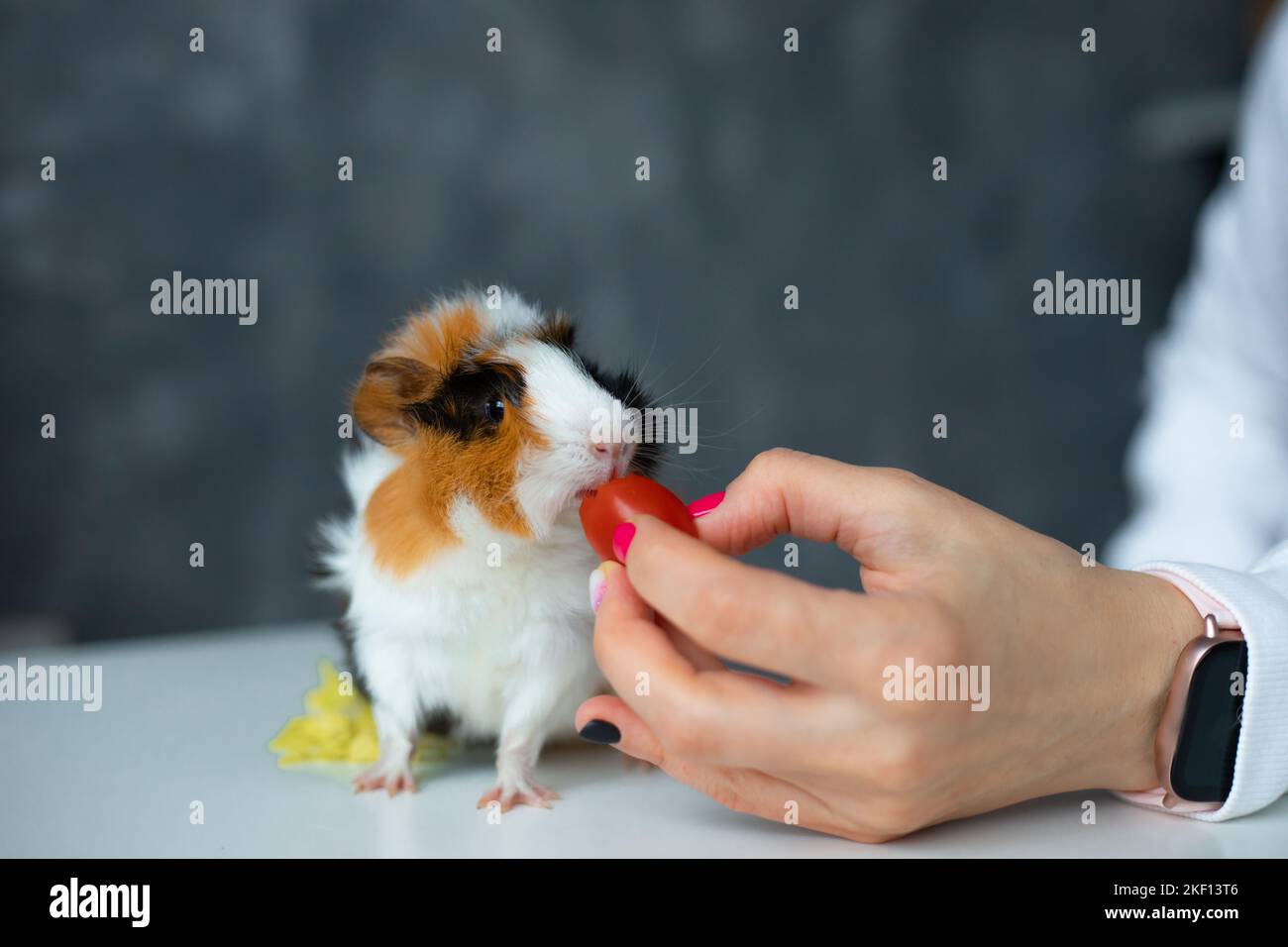 Trichromatic nice guinea pig sit on table closeup and eat food ...