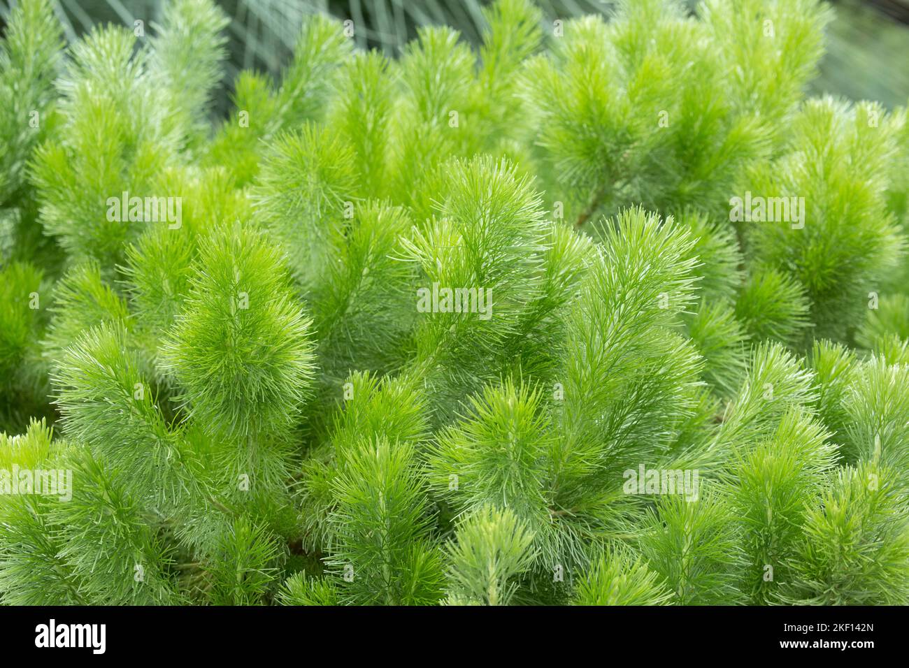 Picturesque yellow-green conifer bush Stock Photo - Alamy