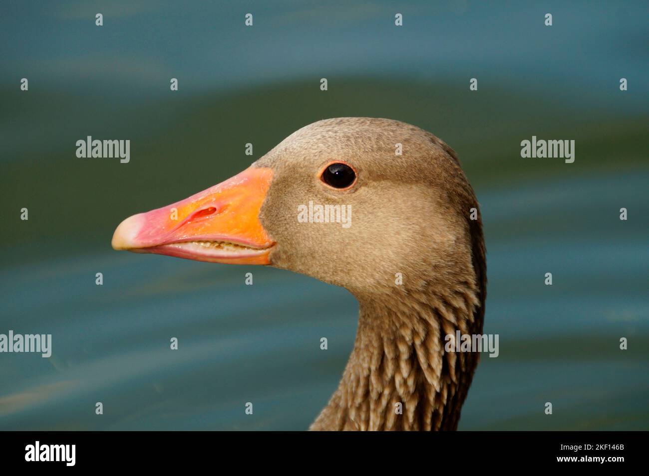 a beautiful curious greylag goose with beautiful eyes Stock Photo - Alamy