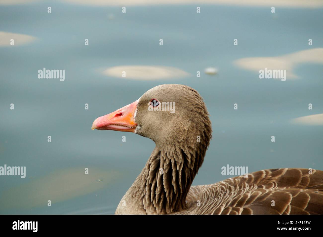 a beautiful curious greylag goose with beautiful eyes Stock Photo - Alamy