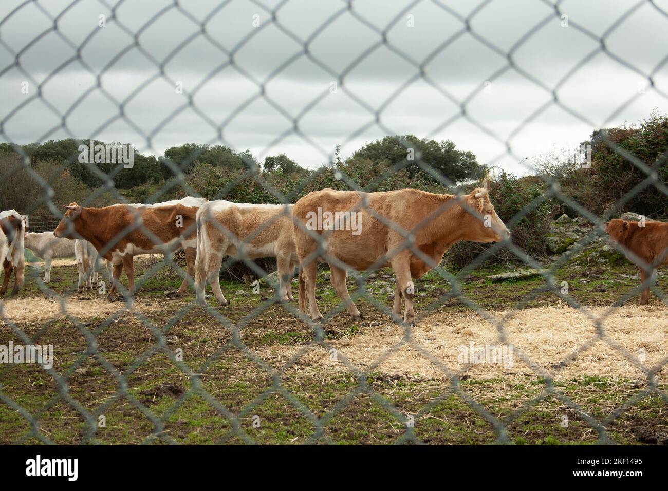cows stabled or locked behind a metal fence where you can see that they ...