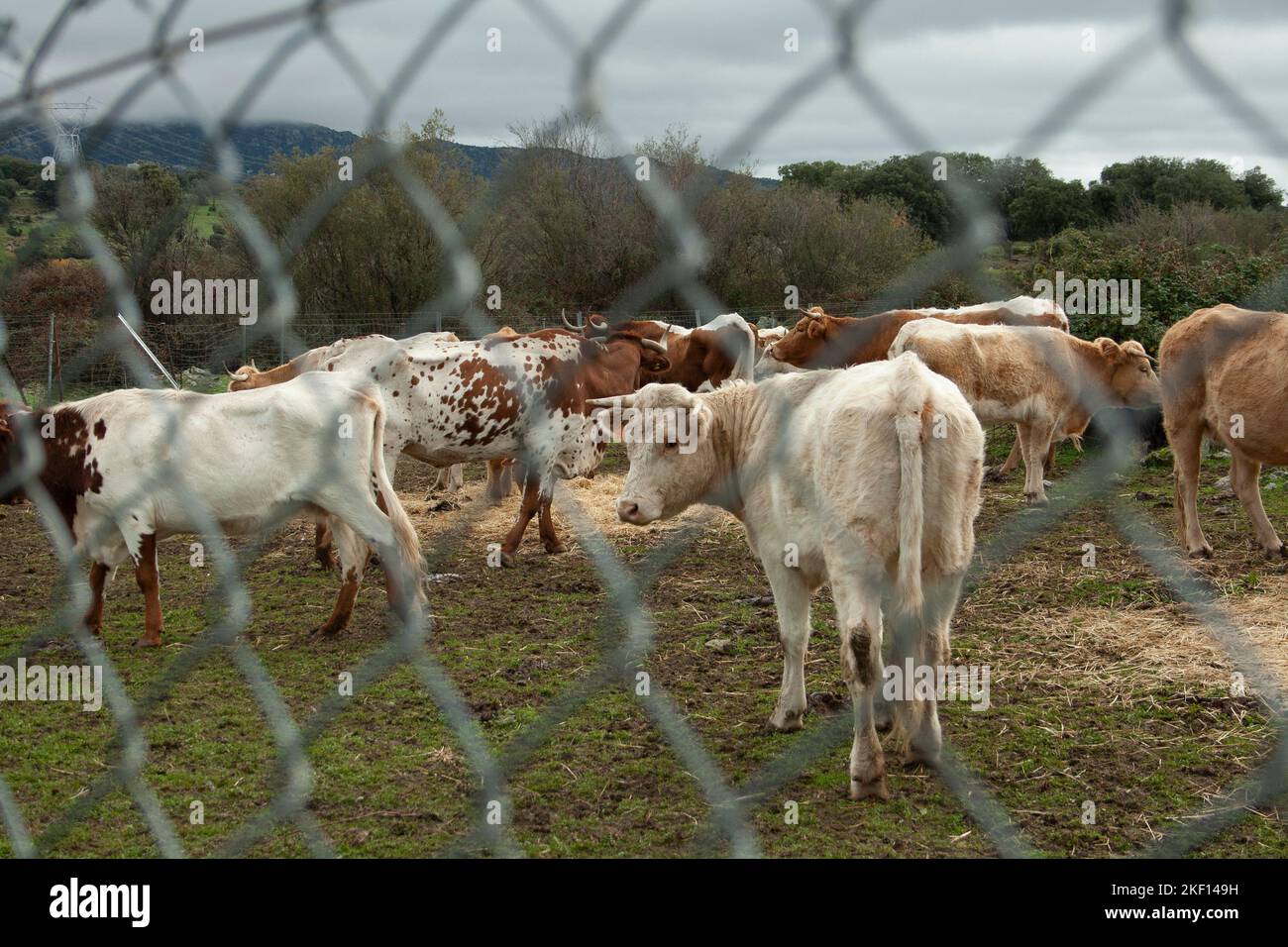 cows stabled or locked behind a metal fence where you can see that they ...