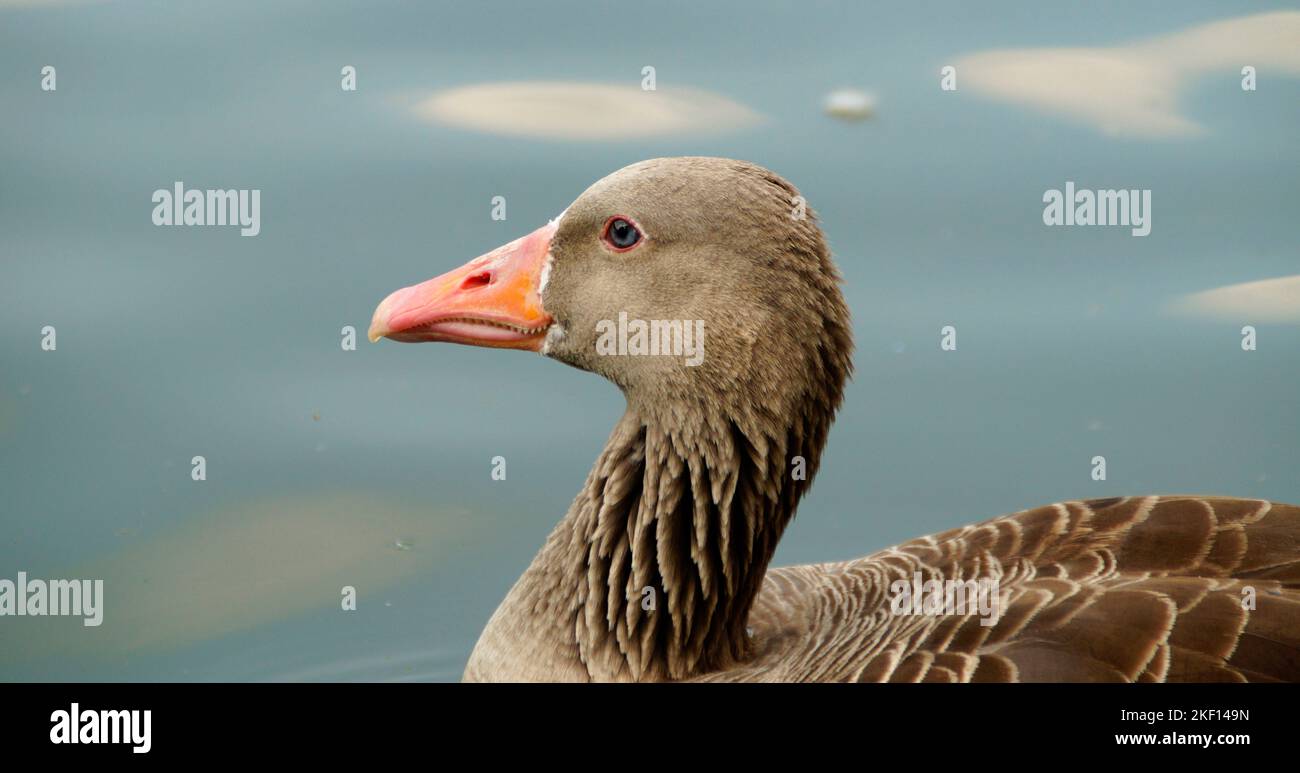 a beautiful curious greylag goose with beautiful eyes Stock Photo - Alamy