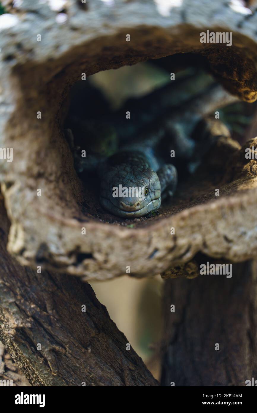 A vertical shot of a Prehensile-tailed skink (Corucia zebrata) hiding ...