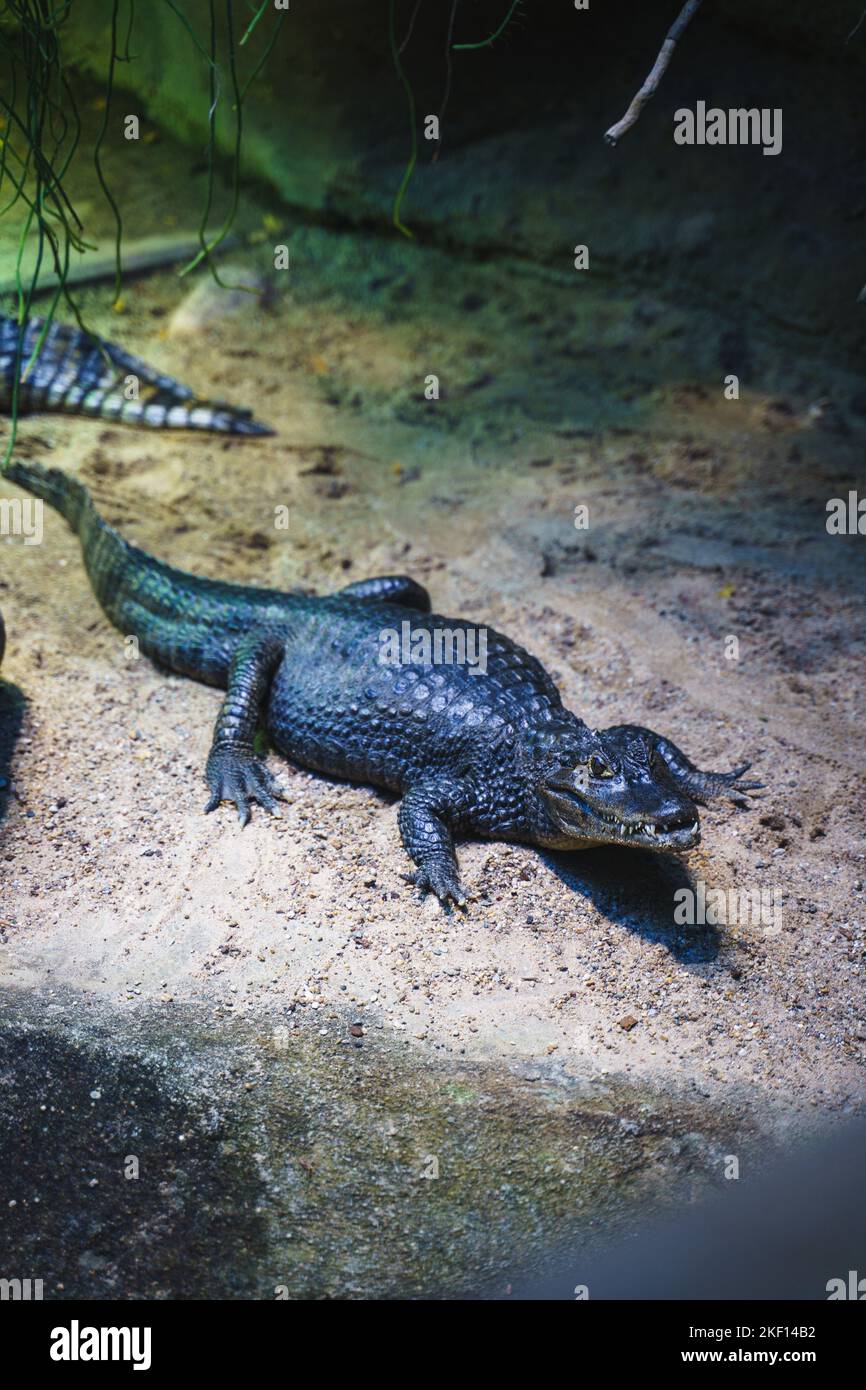 A vertical shot of a big black Alligator next to a water pond in a zoo ...