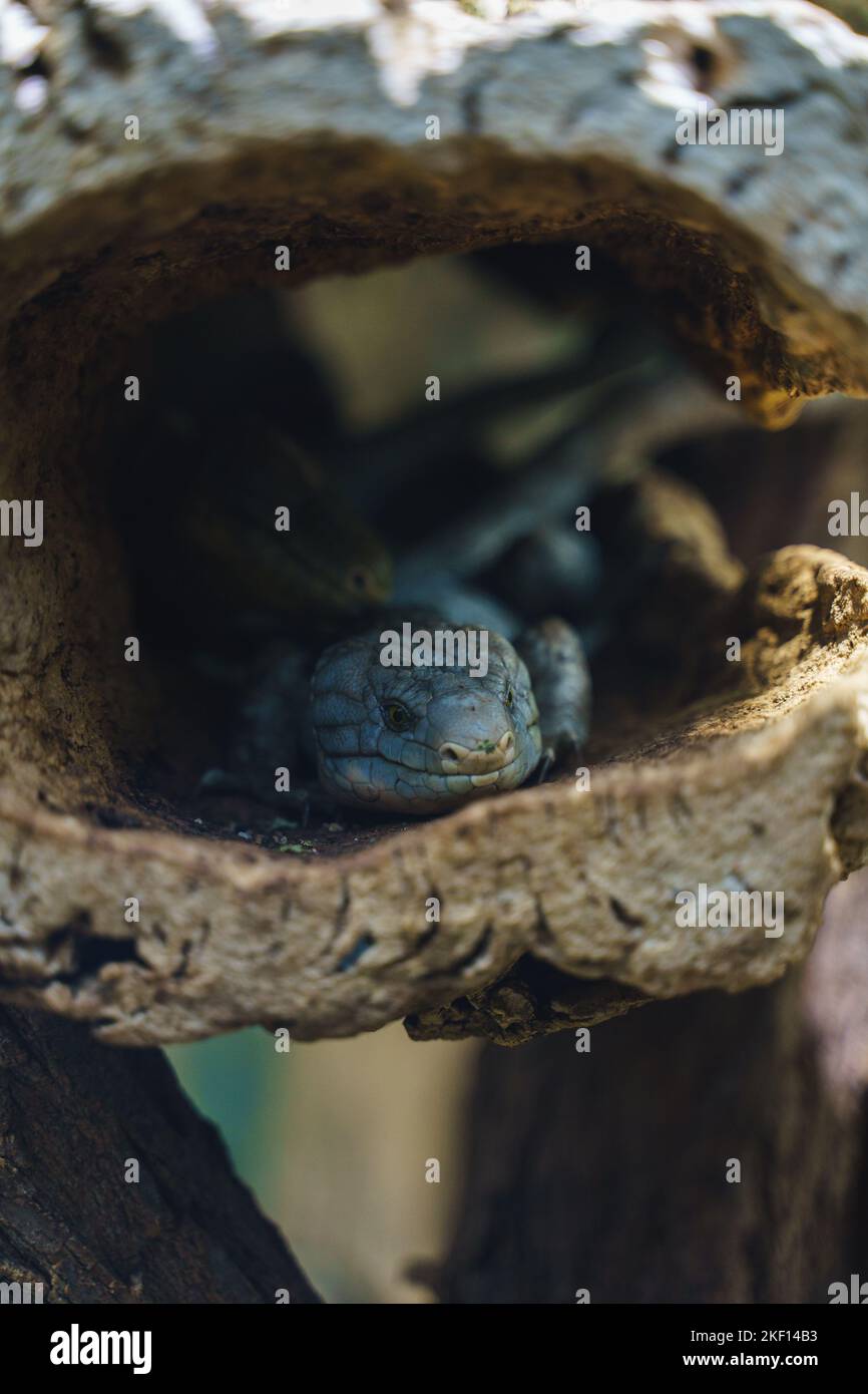 A vertical shot of a Prehensile-tailed skink (Corucia zebrata) hiding ...