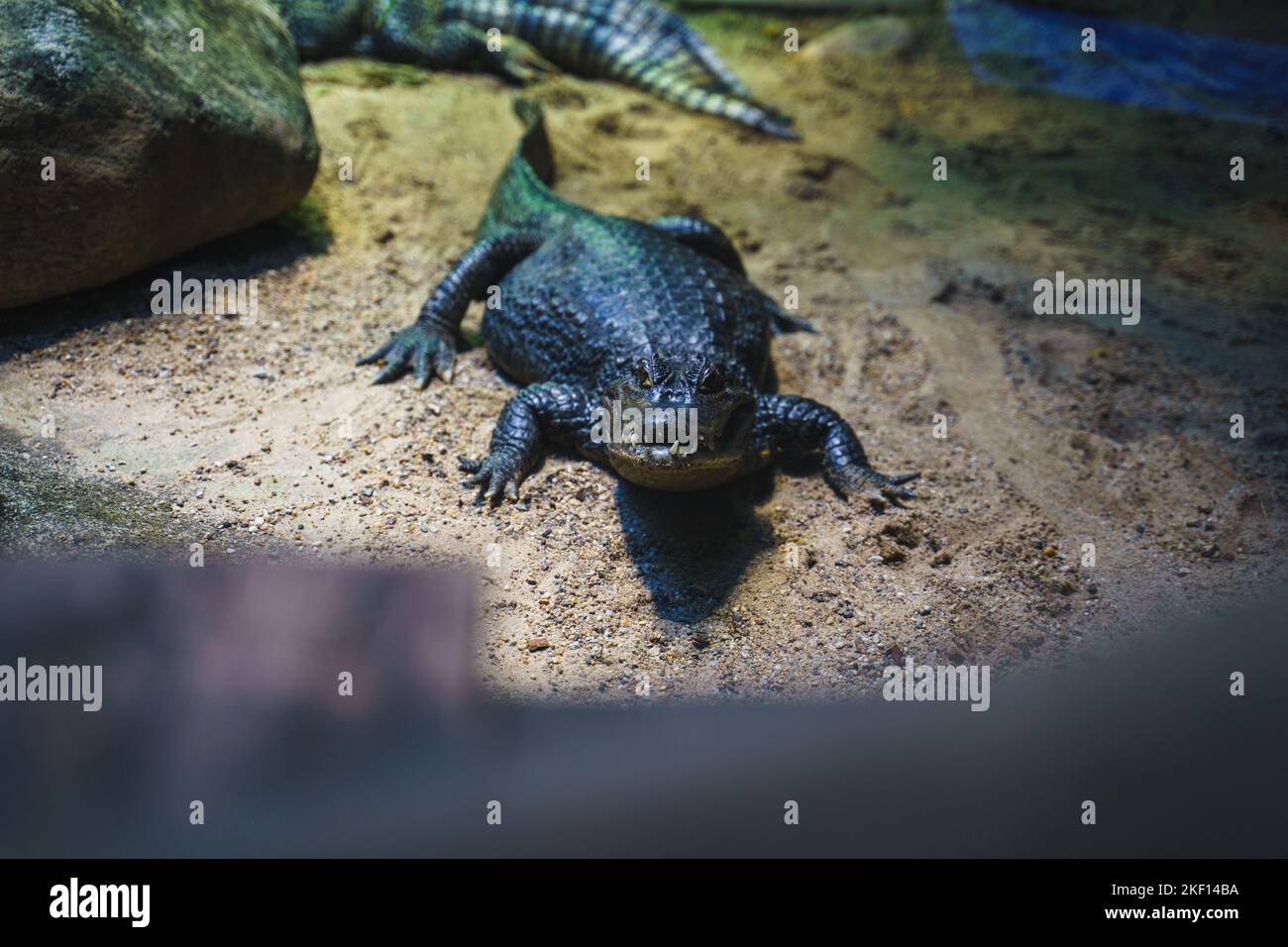 A big black Alligator resting on sand next to a water pond in a zoo ...