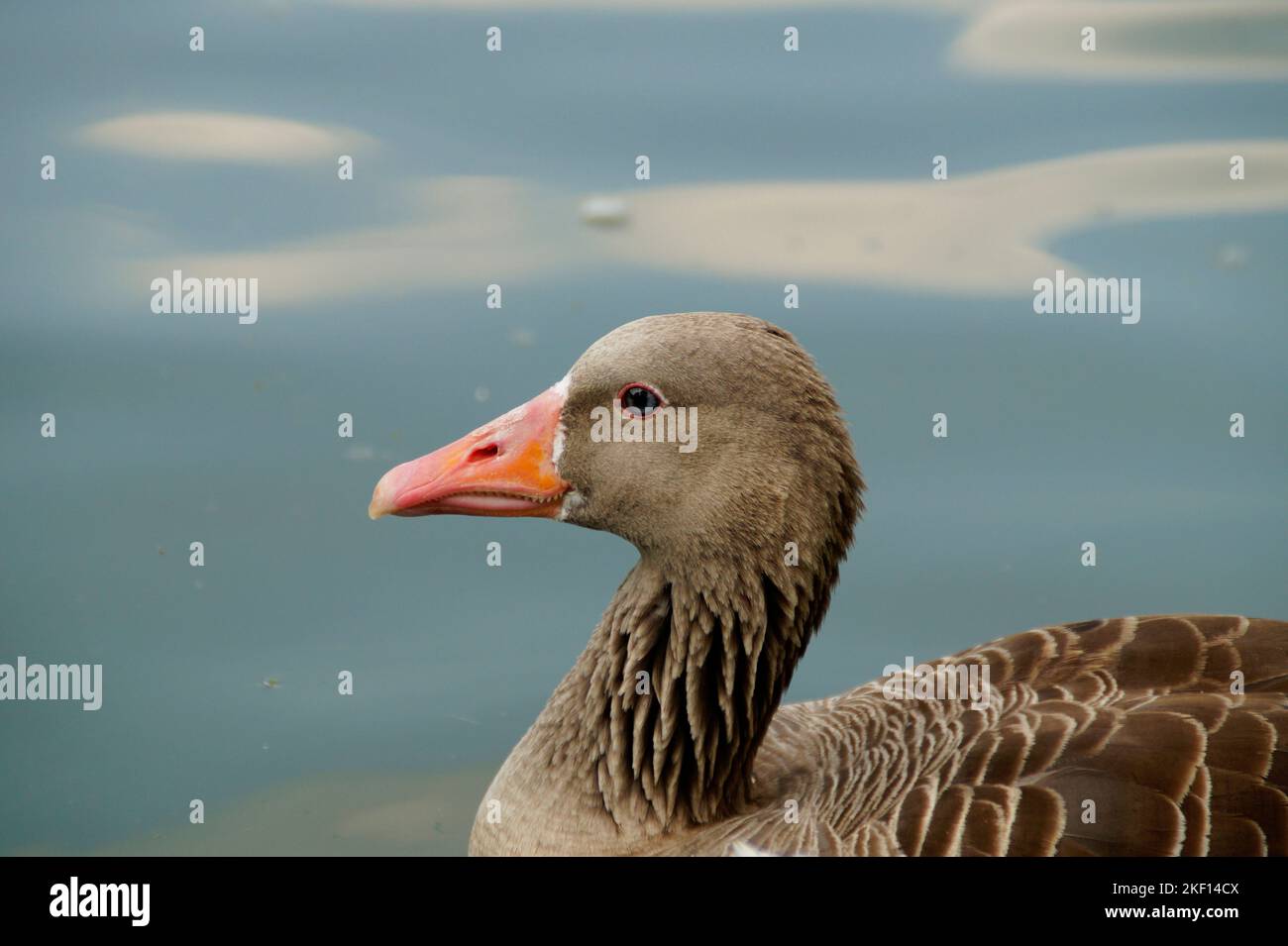 a beautiful curious greylag goose with beautiful eyes Stock Photo - Alamy