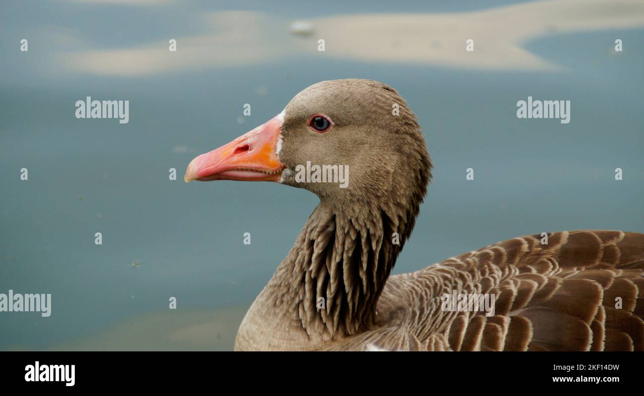a beautiful curious greylag goose with beautiful eyes Stock Photo - Alamy