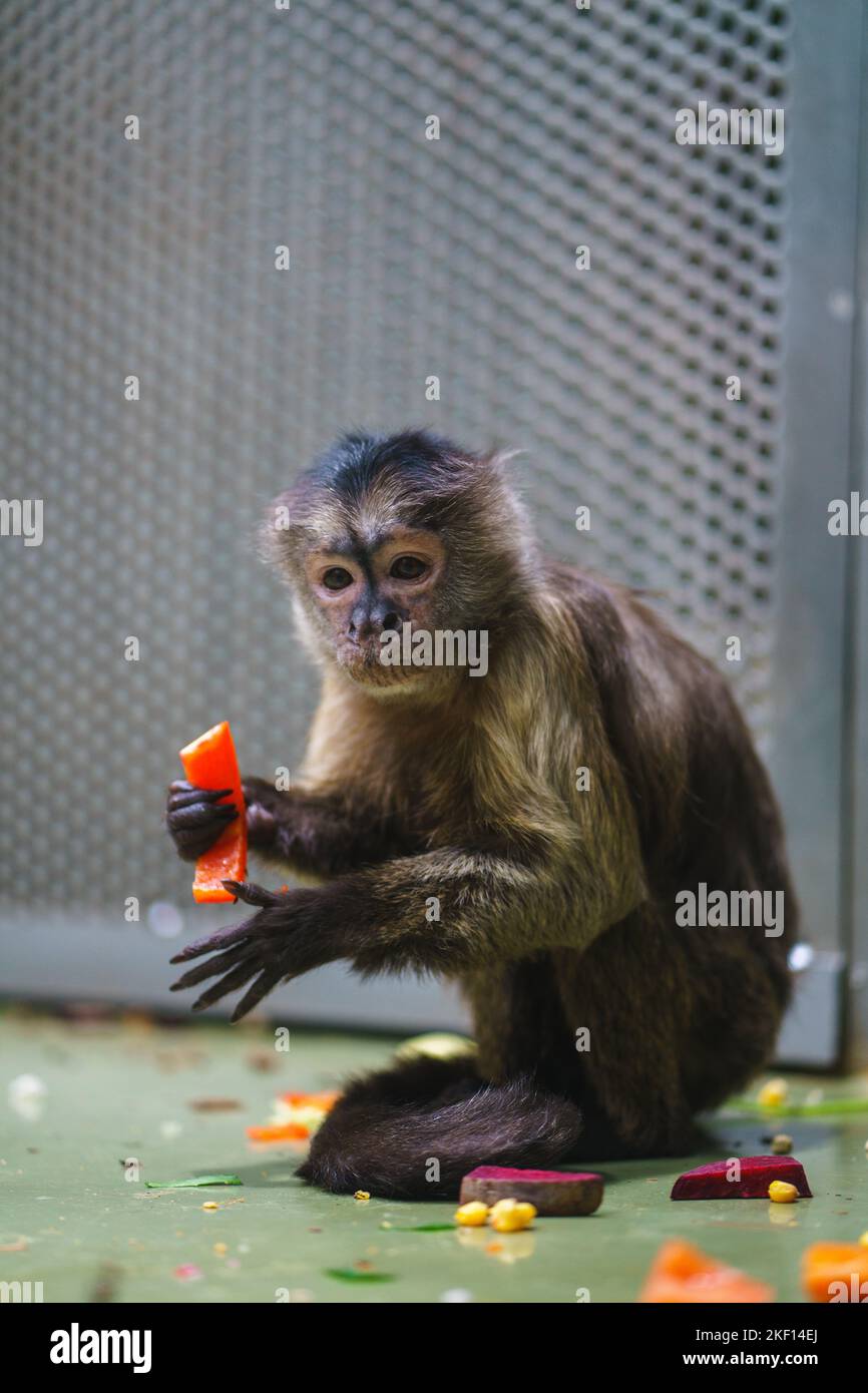 A vertical shot of a Wedge-capped capuchin (Cebus olivaceus) in a zoo ...