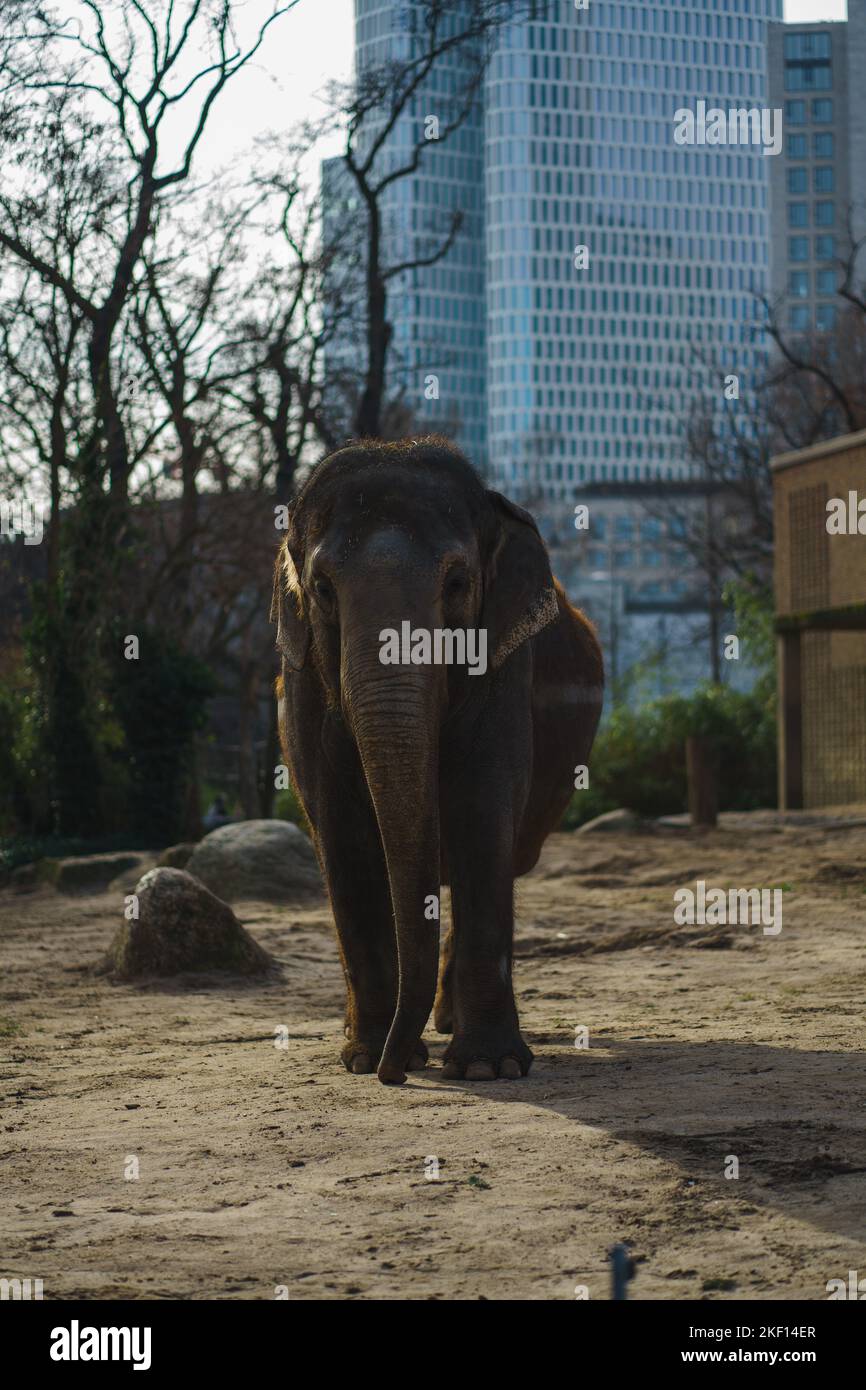 A vertical shot of a big cute Asian elephant (Elephas maximus) in a zoo ...