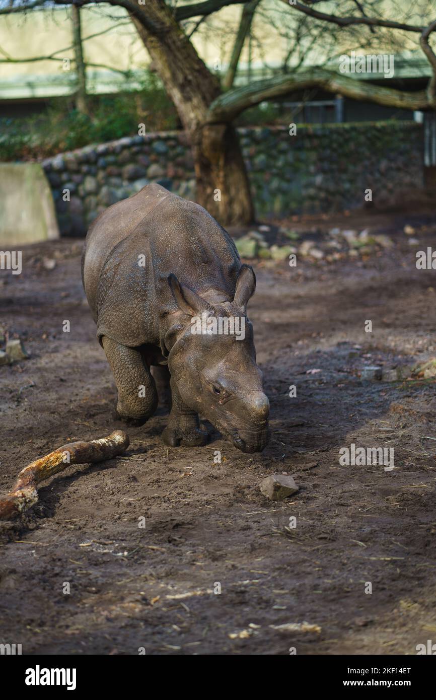 A vertical shot of a Javan rhino (Javan rhinoceros) in a zoo cage on ...