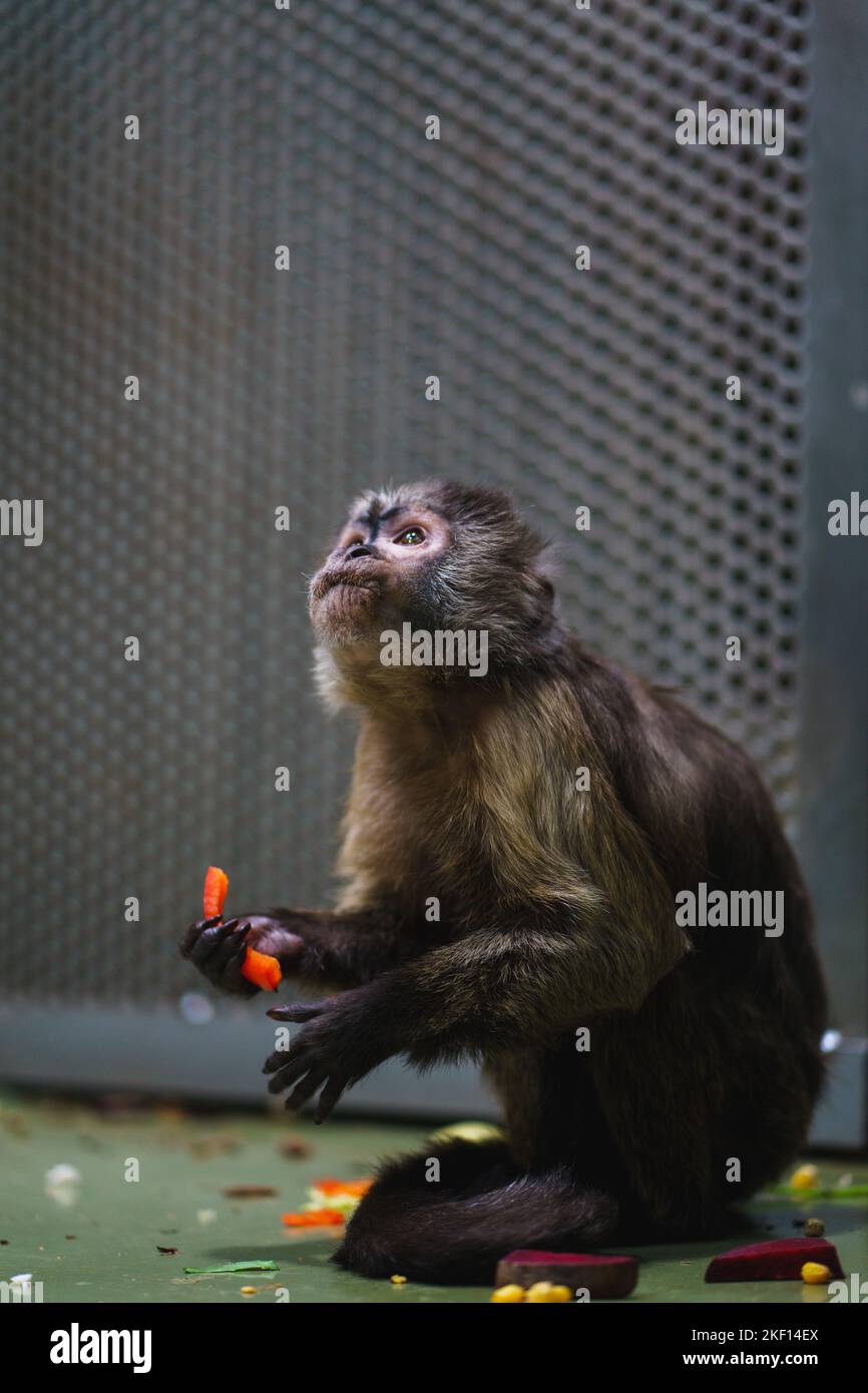 A vertical shot of a Wedge-capped capuchin (Cebus olivaceus) in a zoo ...