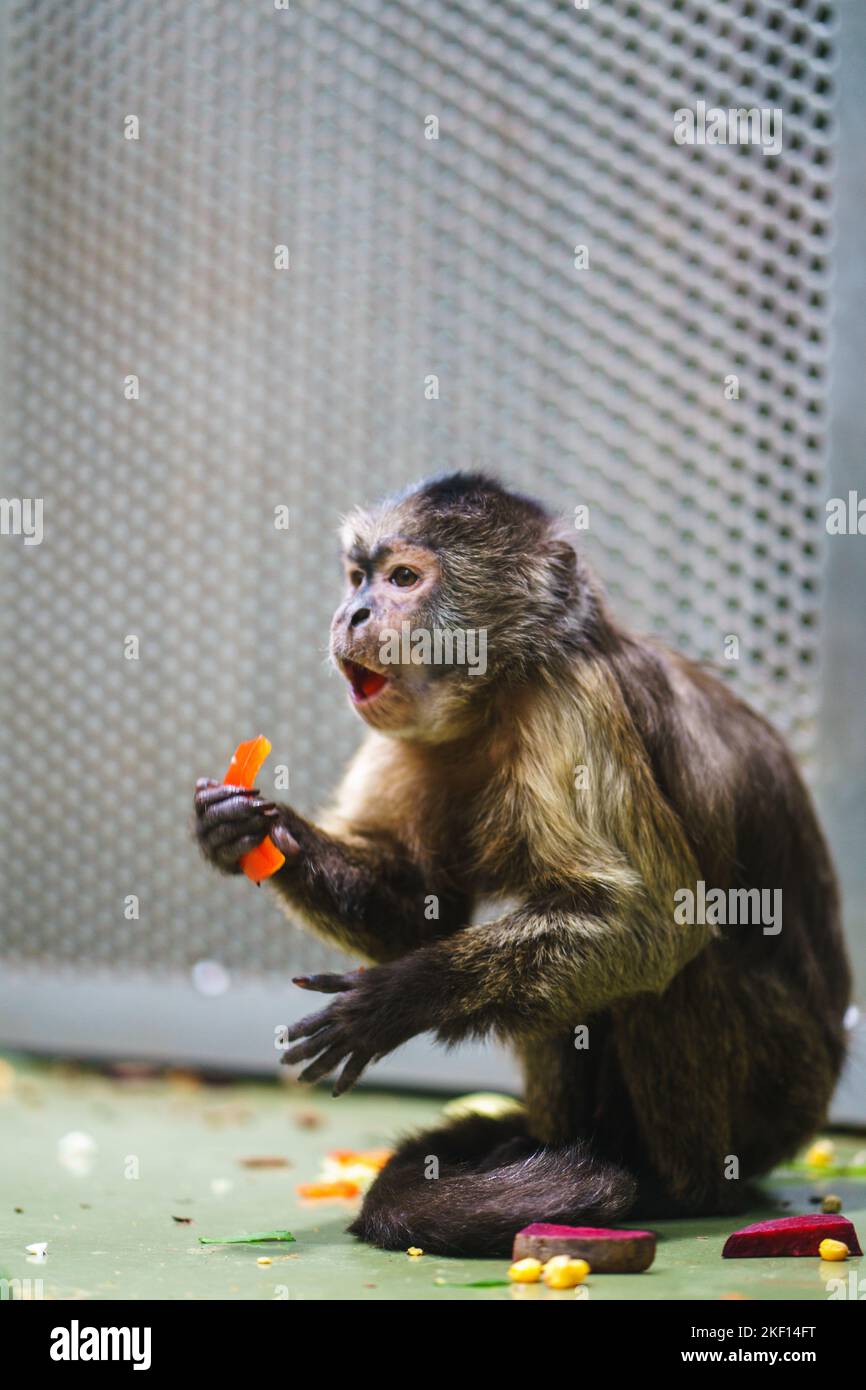A vertical shot of a Wedge-capped capuchin (Cebus olivaceus) in a zoo ...