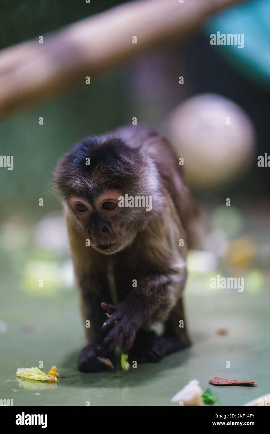A vertical shot of a cute Wedge-capped capuchin (Cebus olivaceus) in a ...